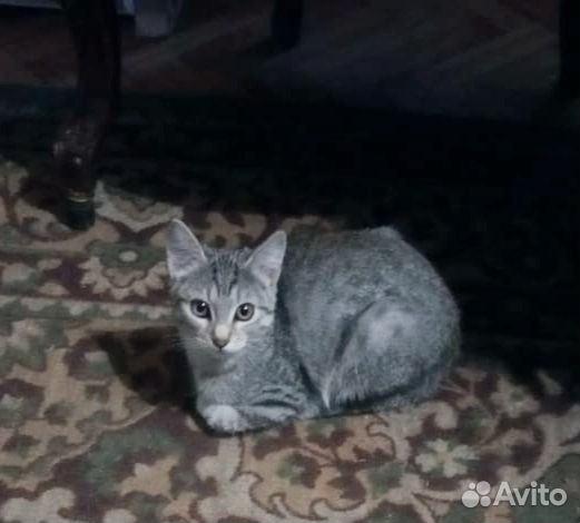 Подарю. Котенок. Девочка. На половину бурманская