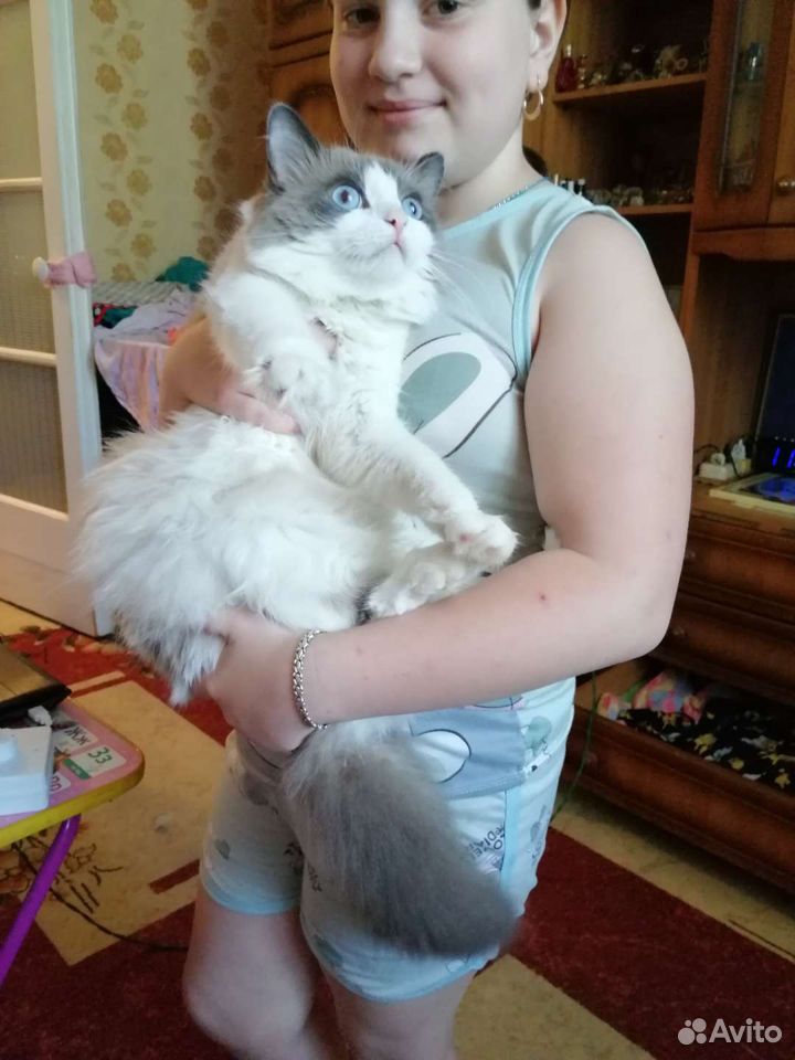 Голубоглазики мальчики рэгдоллчики