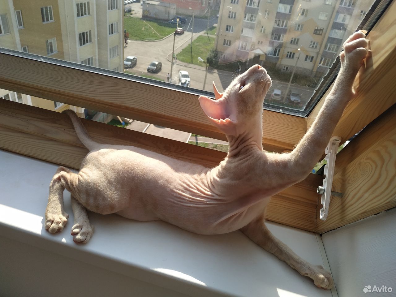 Петербургский сфинкс