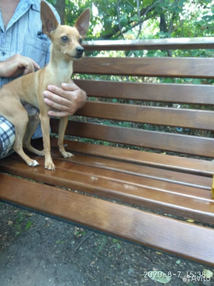 Продам сабаку