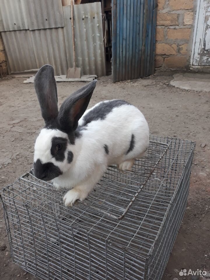 Нпв,Строкач