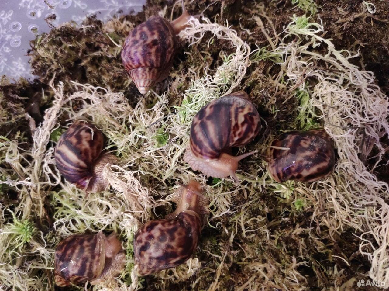 Улитка Ахатина Иммакулята