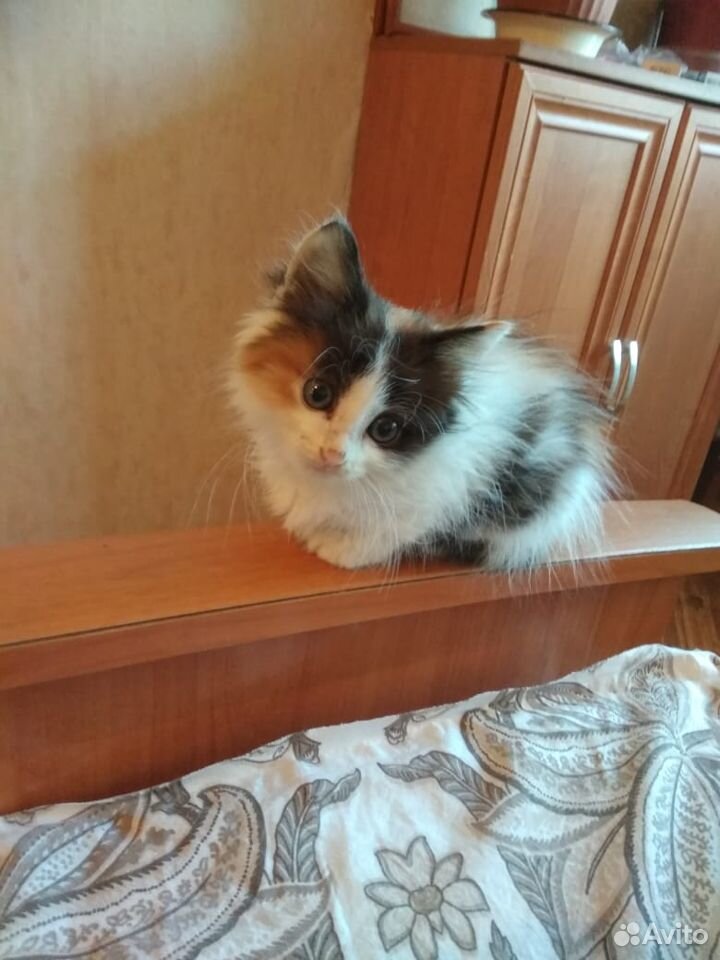 Отдам в хорошие руки пушистую девочку 2,5 месяца