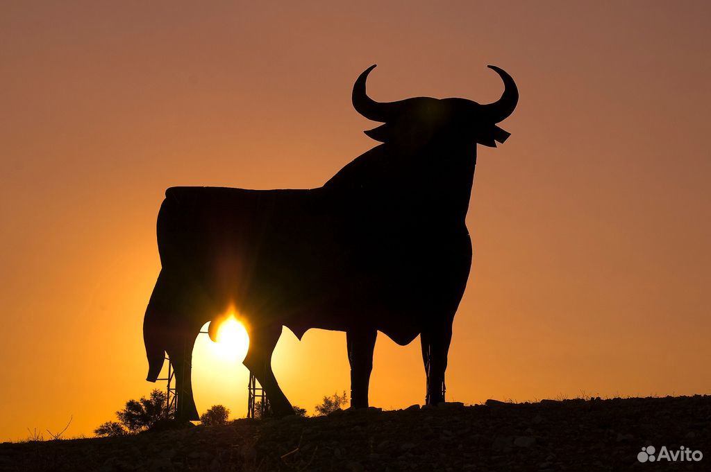 Продаются быки