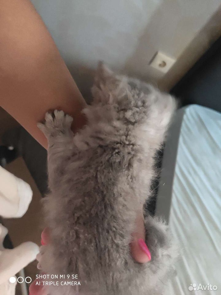 Котенок браш кудрявый