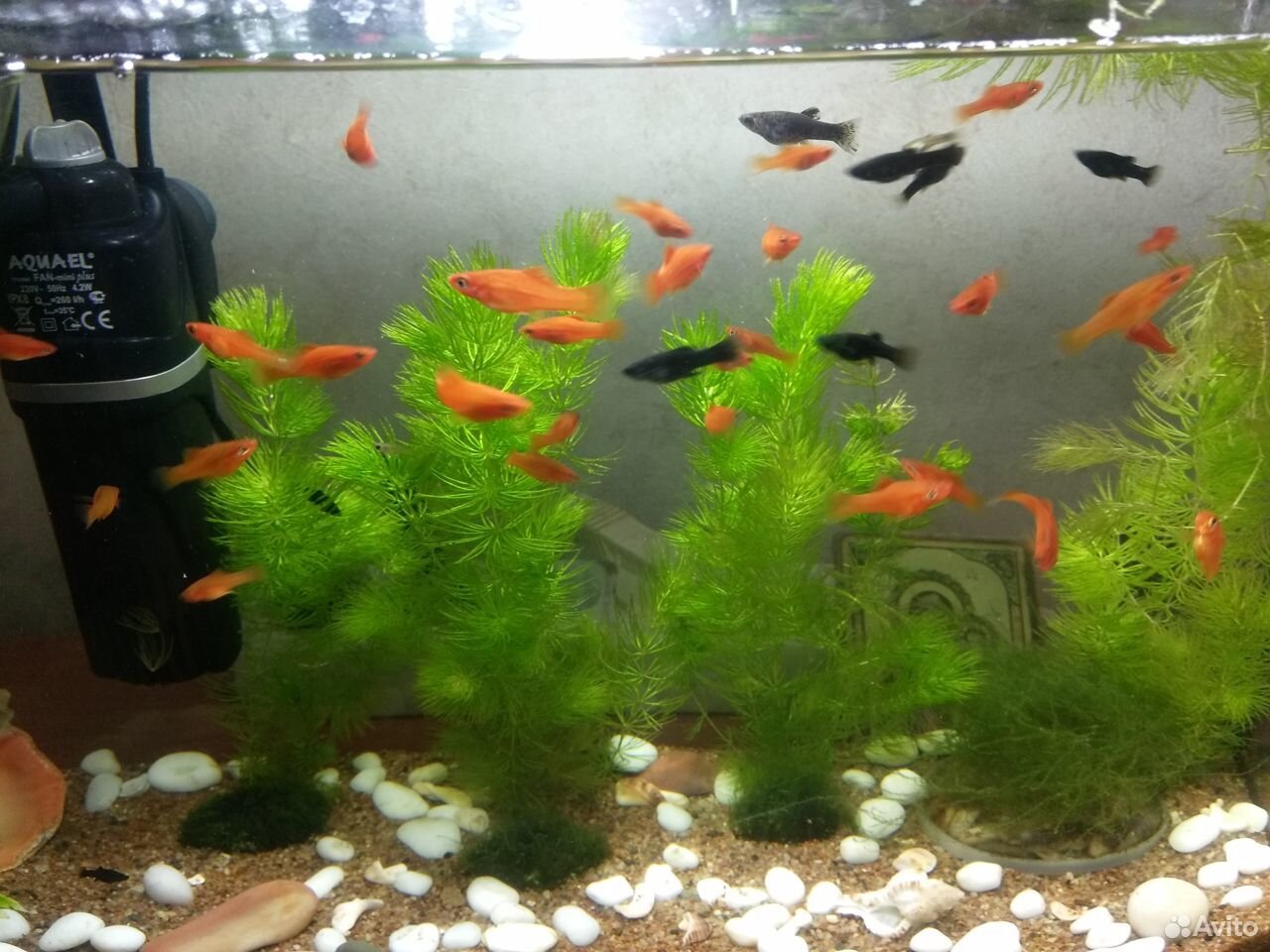 Рыбка аквариум