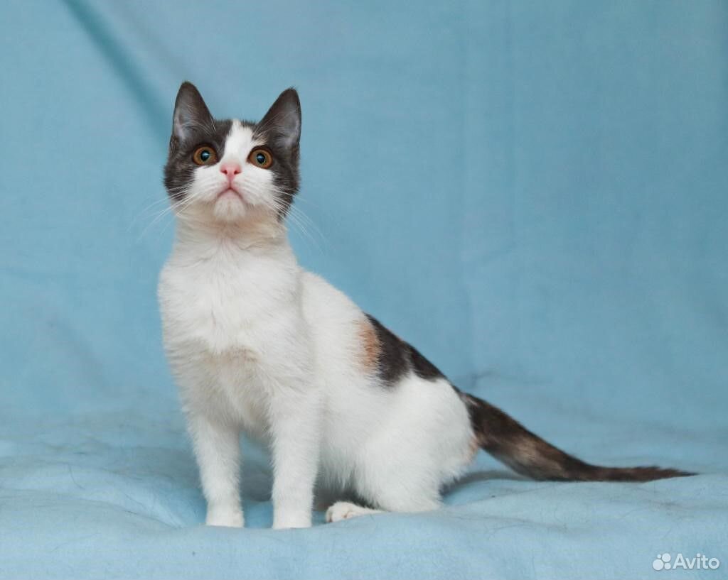 Котенок Кира ищет дом