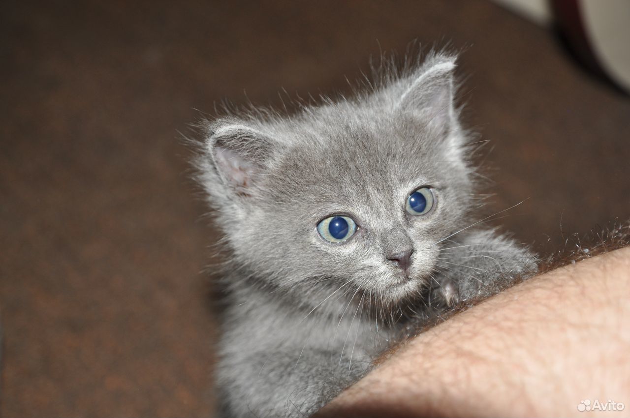 Котята бесплатно