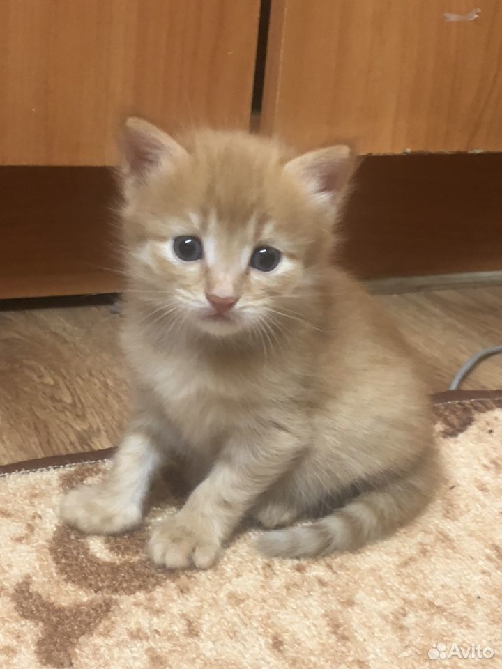 4 милых котёнка