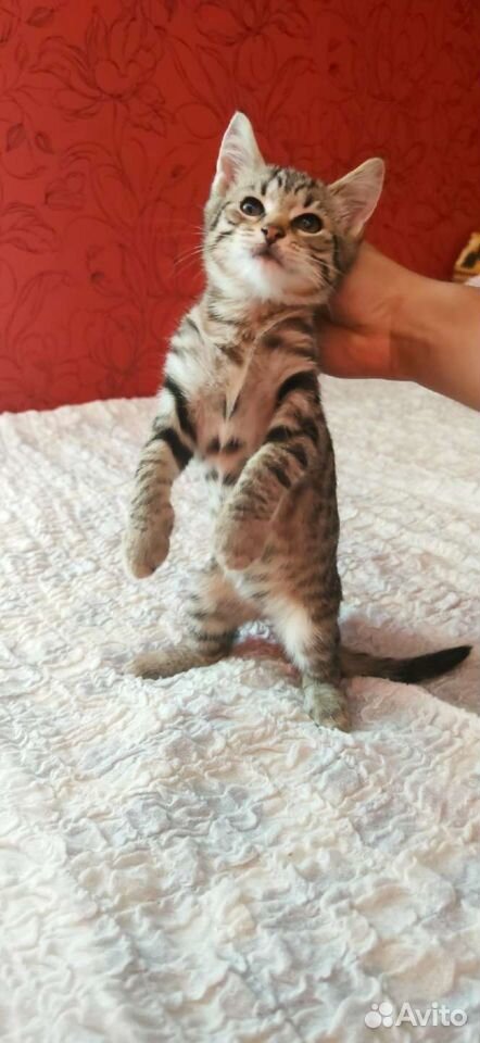 Котенок девочка