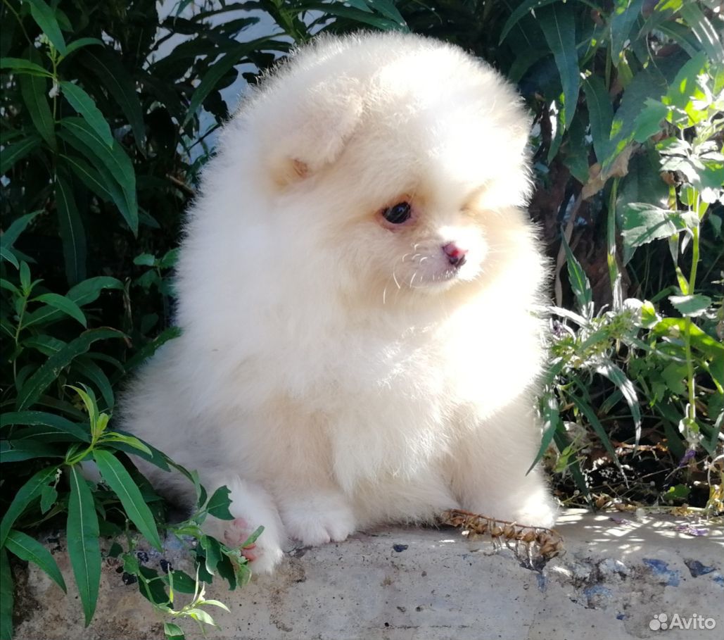 Кремовый пушистик