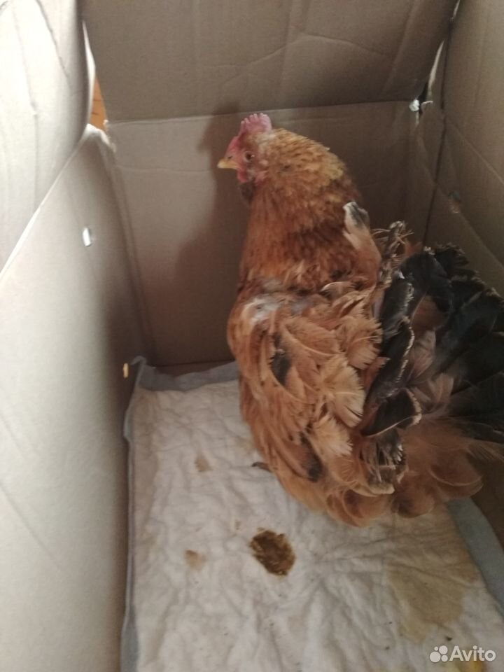 Курица наседка