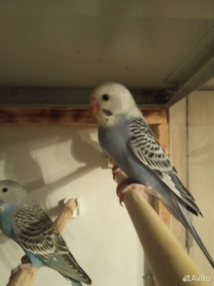 Попугай волнистый получех