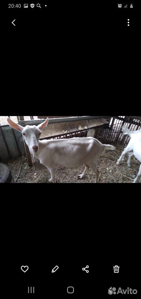 Зааненская коза 1 год
