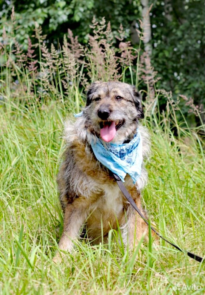 Подарите дом собаке Тоше из приюта