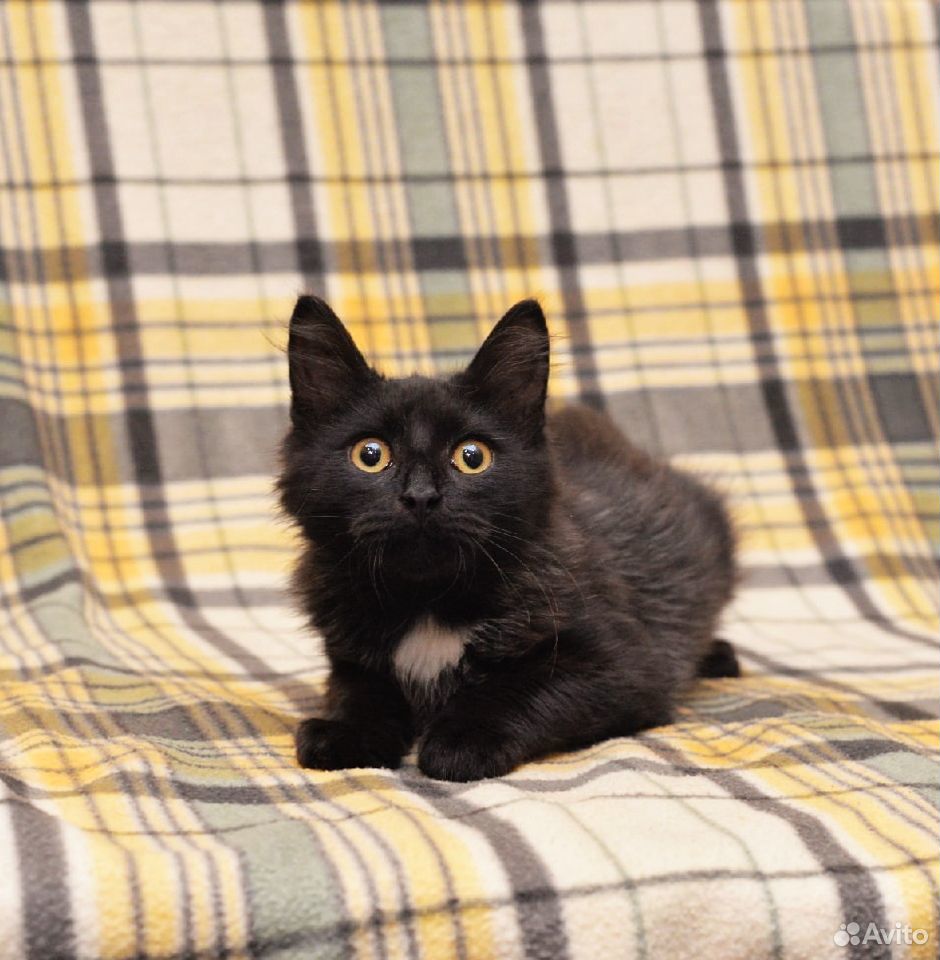 Котёнок в ответственные руки