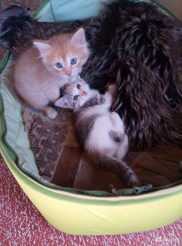 Котятки в добрые руки