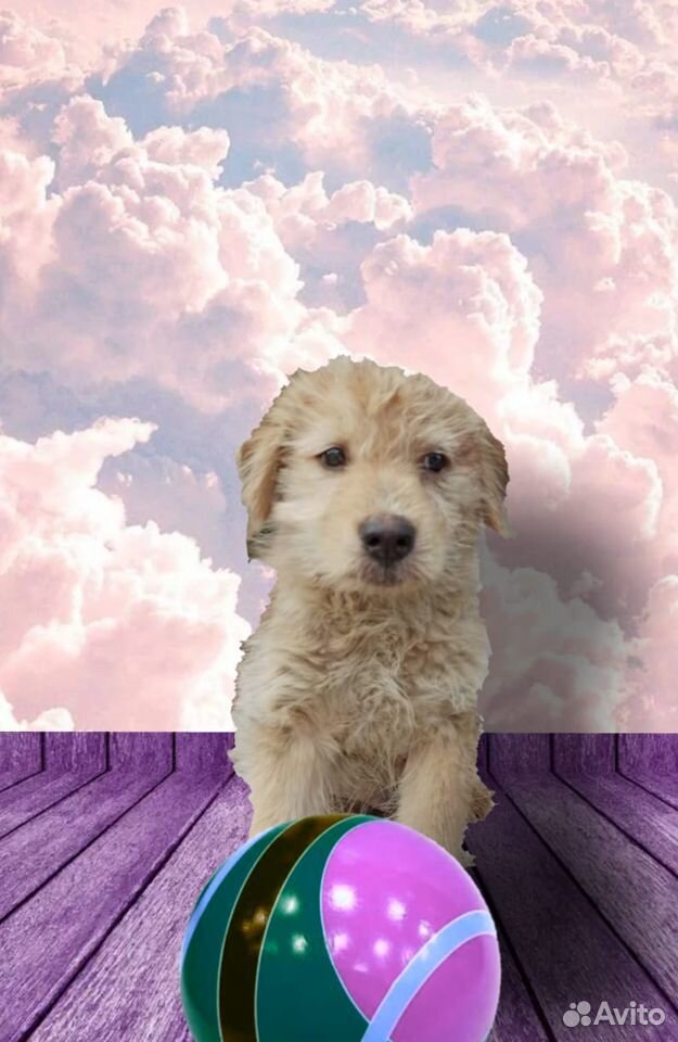 Метис в добрые руки