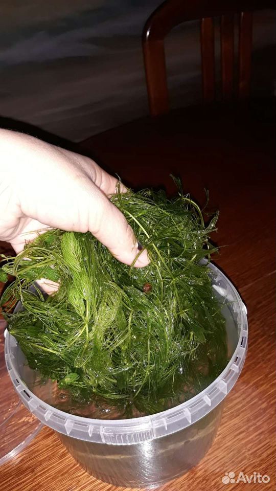 Аквариумные растения