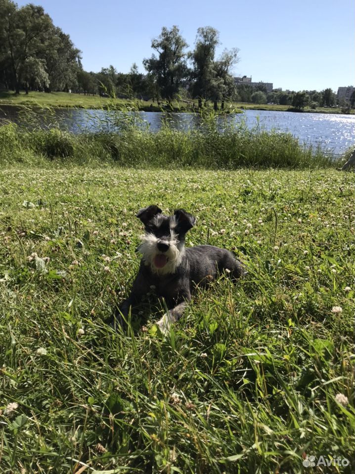 Отдам собаку на содержание