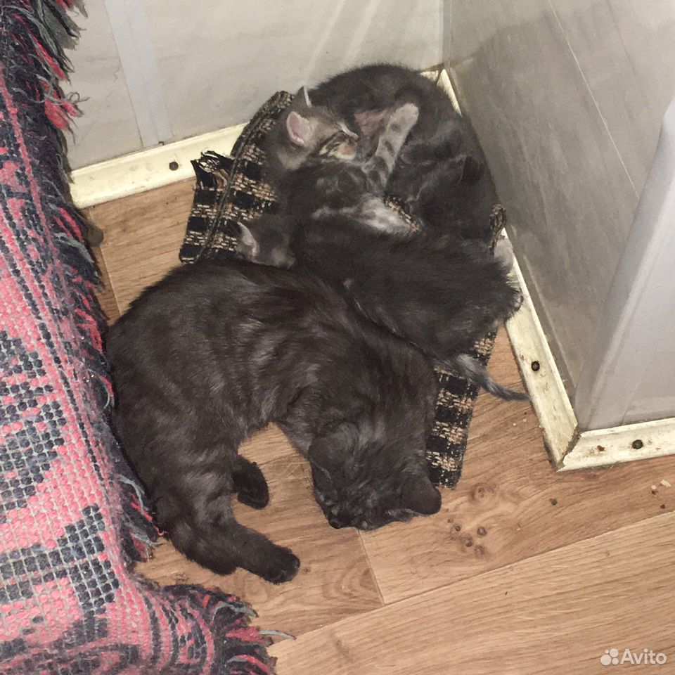 Коржик,Карамелька и Компот