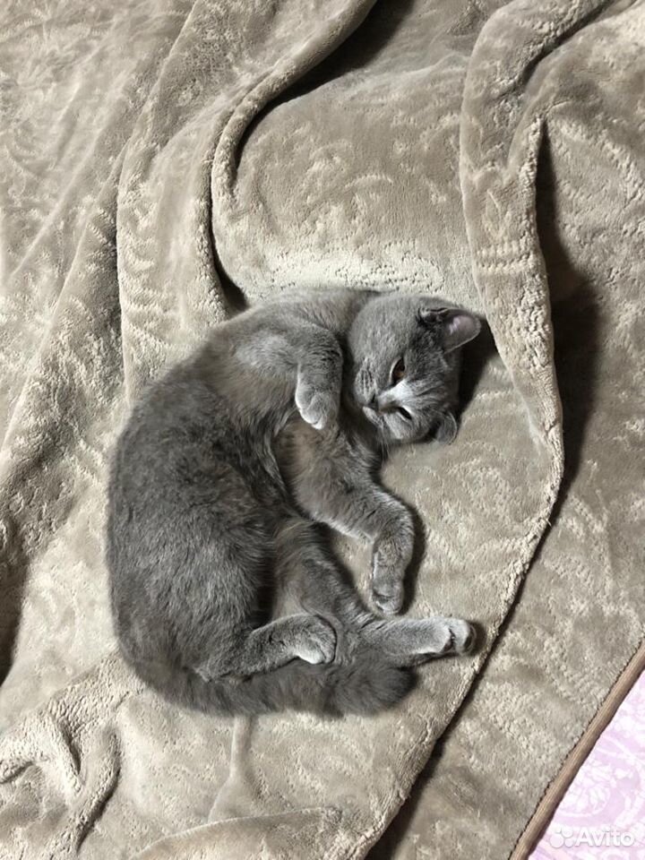 Кошка Британская