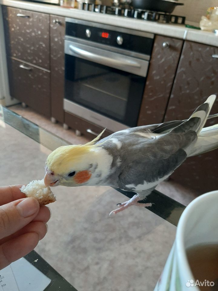 Попугай Корелла