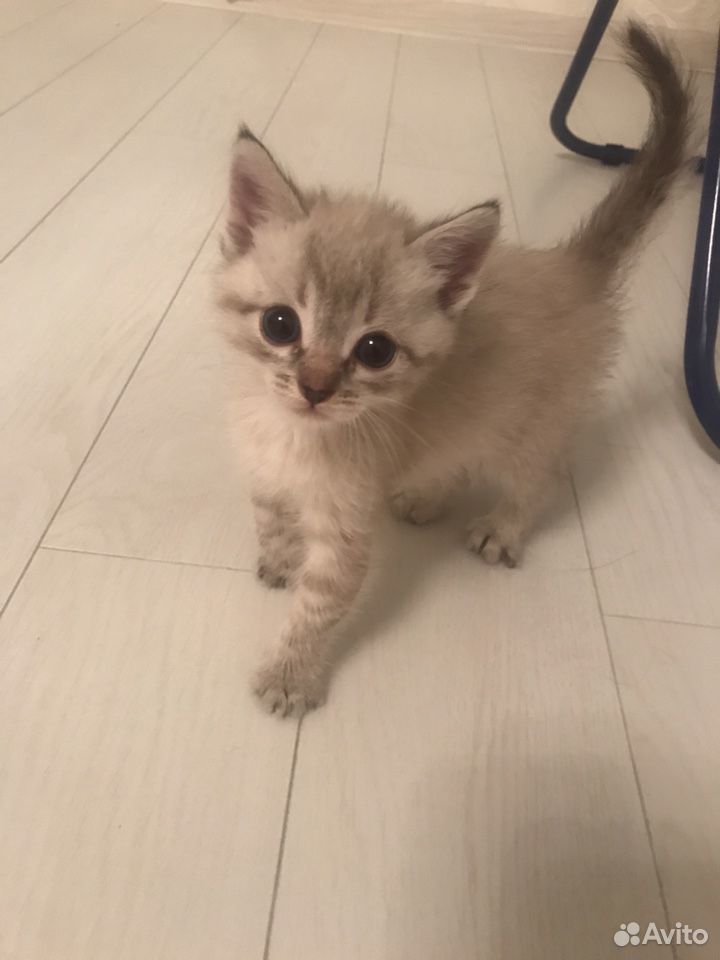 Котенок 1,5 мес. в добрые руки