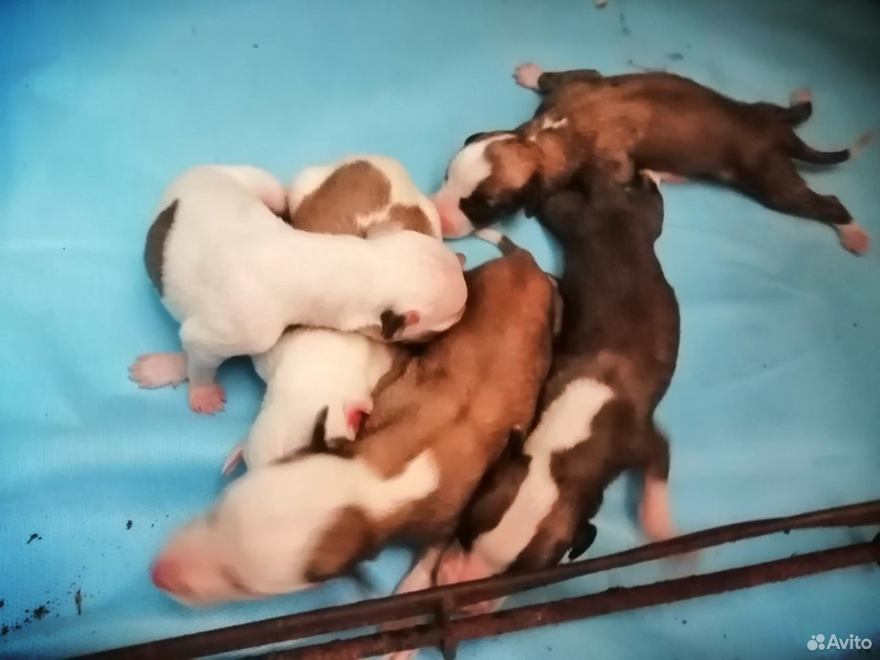 Уипеты