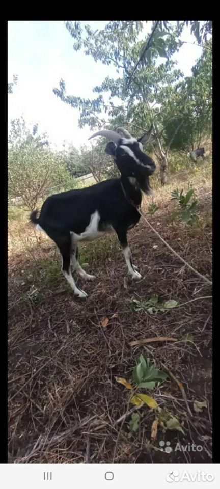 Коза альпийская