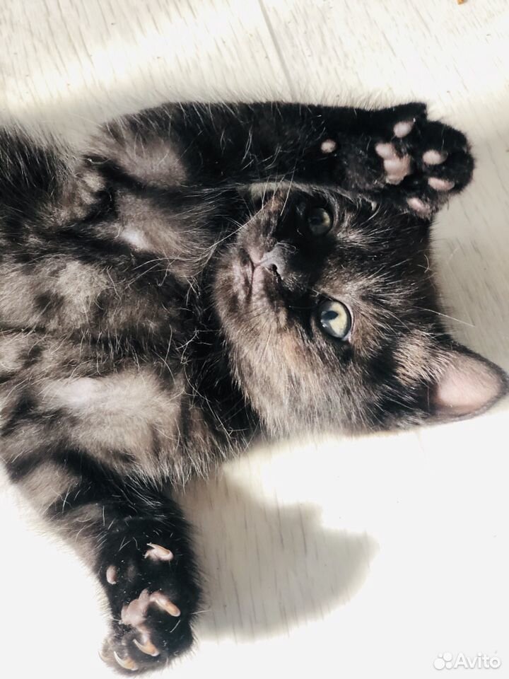 Котёнок