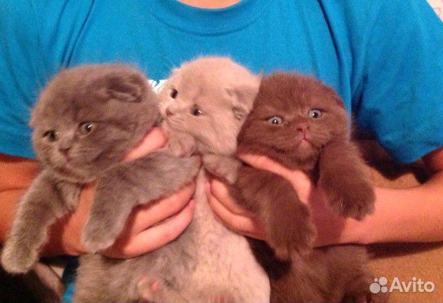 Вислоухие котята
