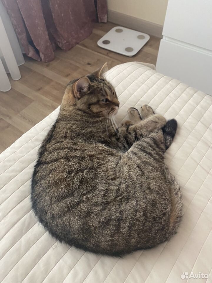 Кошка Мотильда