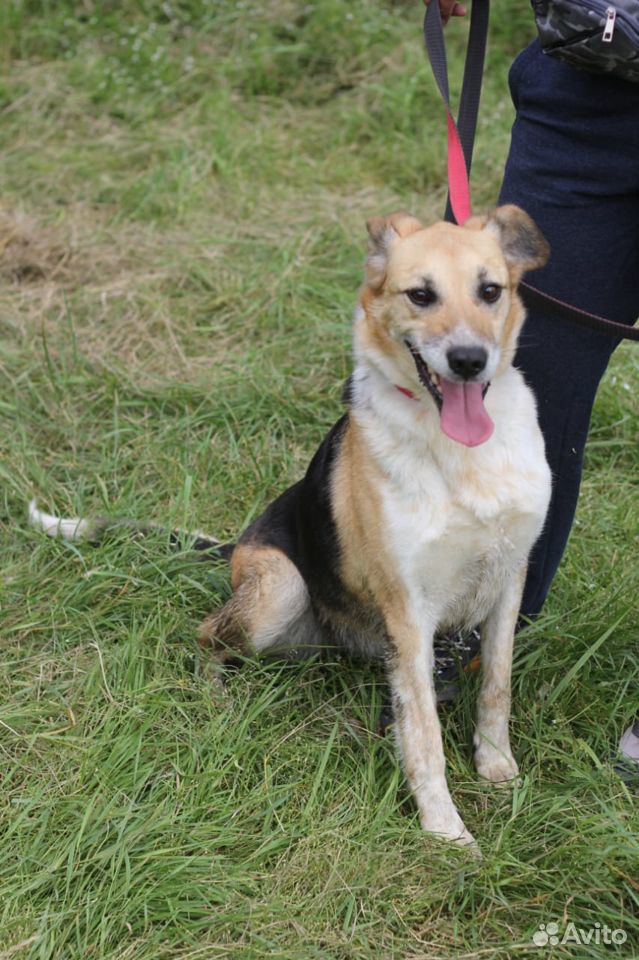 Собака Мия ищет дом