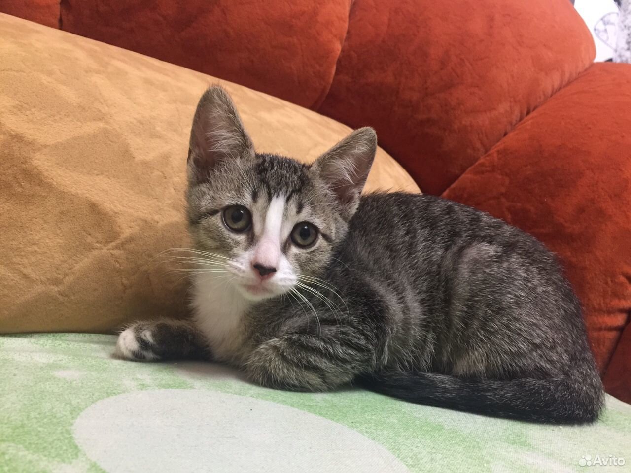 Кошечка - Маруся