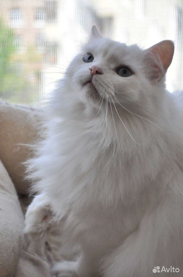 Ангорский кот Себастиан