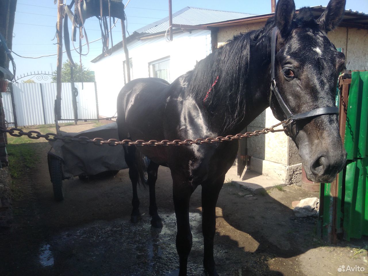 Жеребец орловской породы