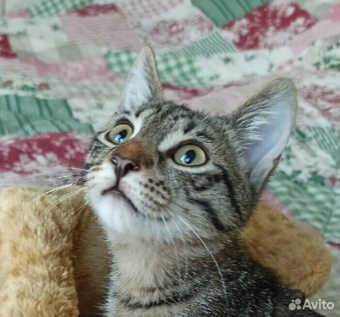 Смышленый котенок Ричард, 4 месяца