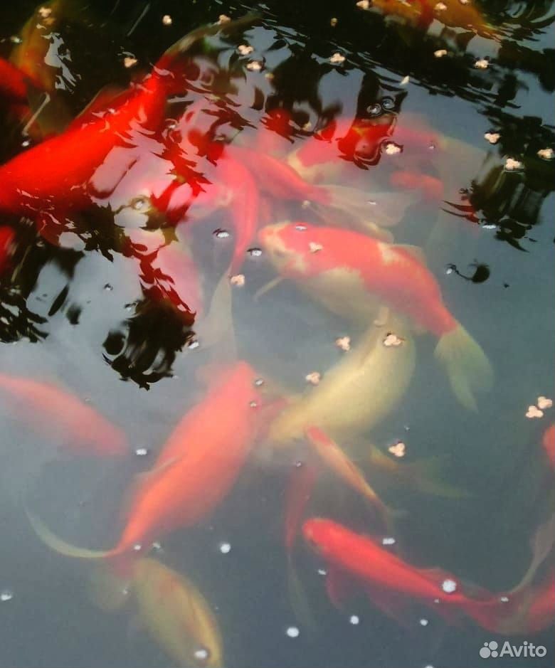 Рыбки для пруда