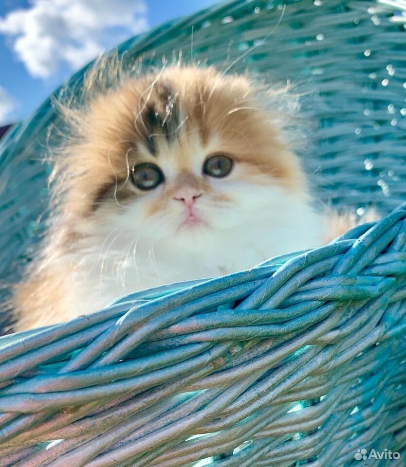 Котята