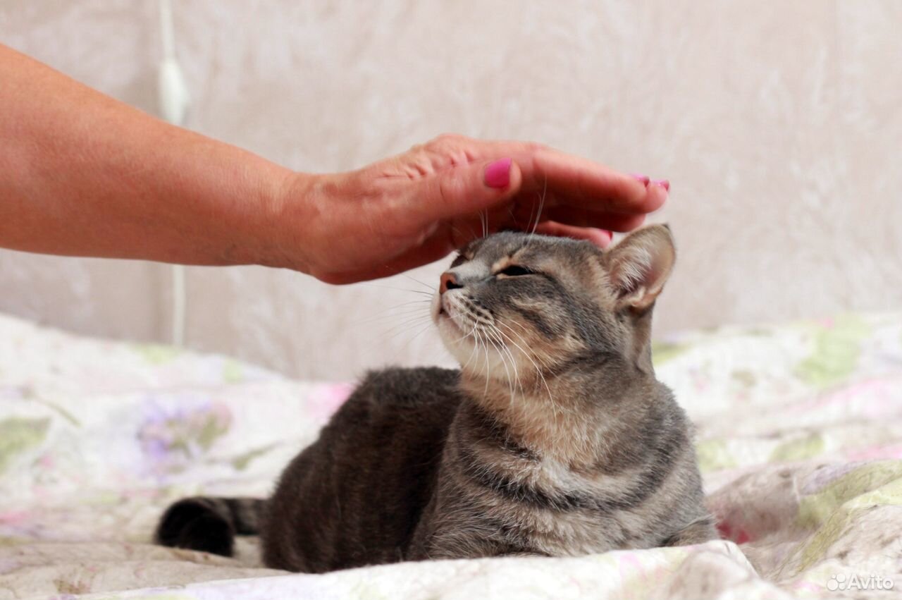 Ищем дом для замечательного кота Сени
