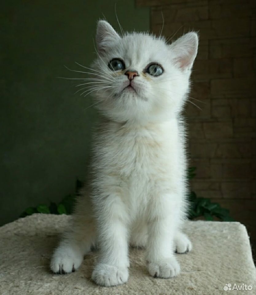 Котята, чистокровные британцы