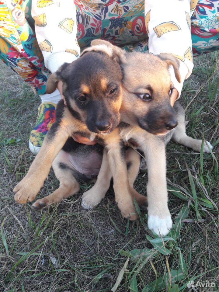 Отдадим щенков