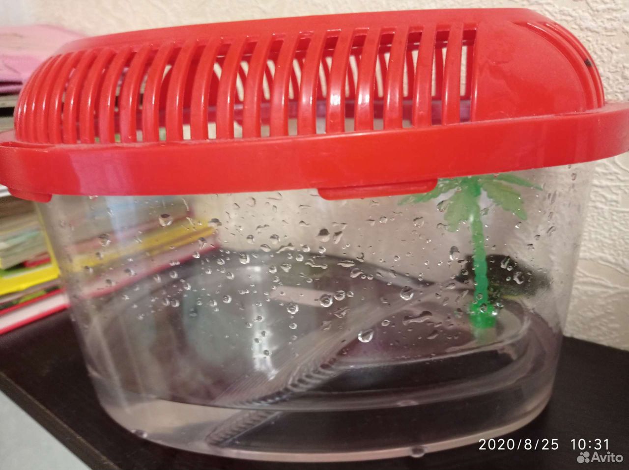 Террариум с черепашками