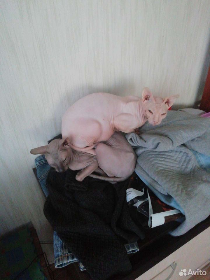 Отдам в добрые руки двух сфинксов