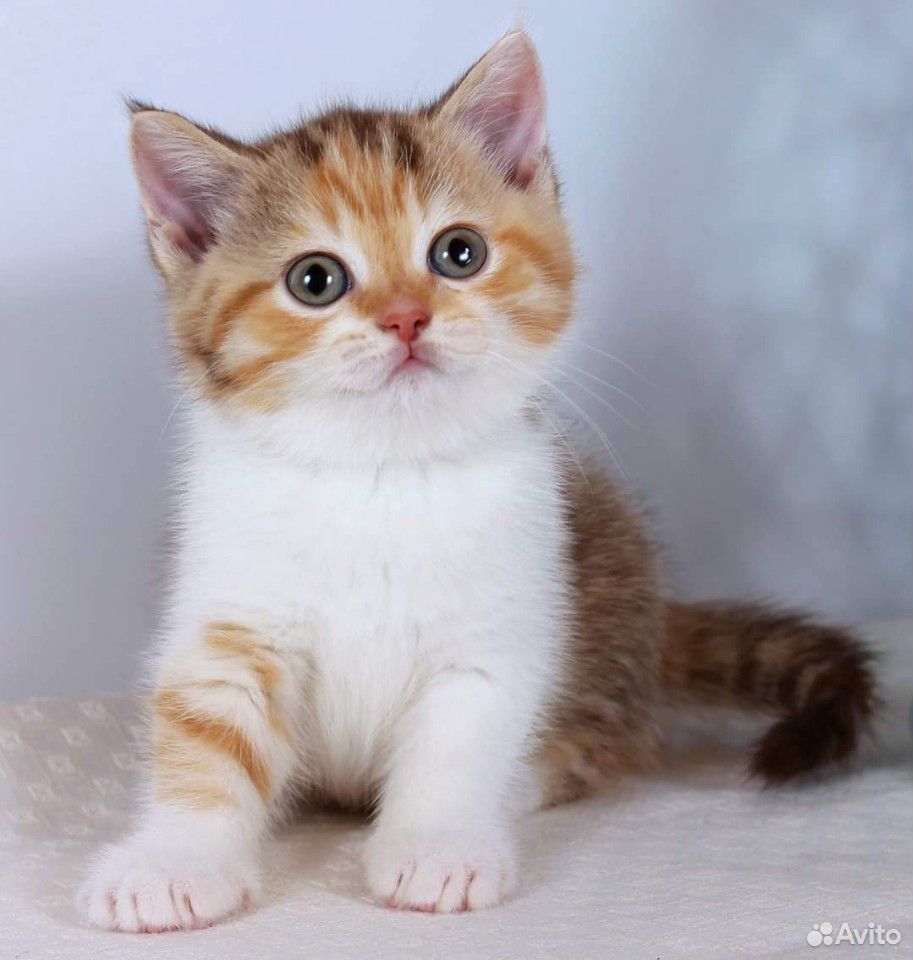 Британская черепашка