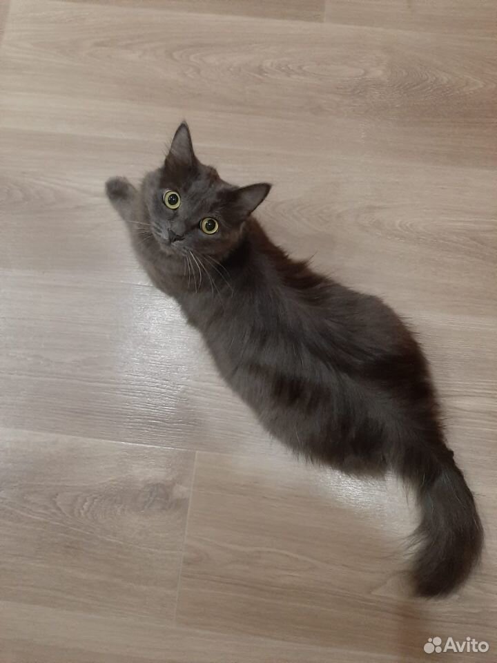 Стерилизованная кисуня