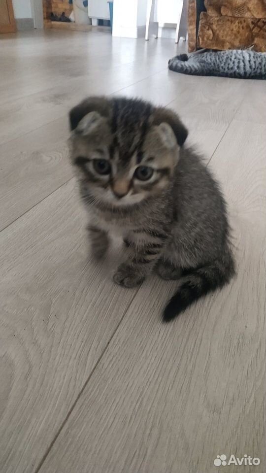 Шотландская