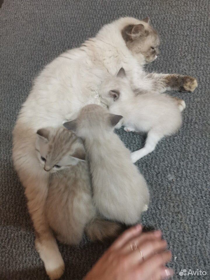 Отдам котят