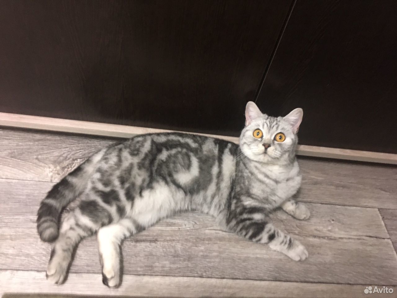 Кошка британка